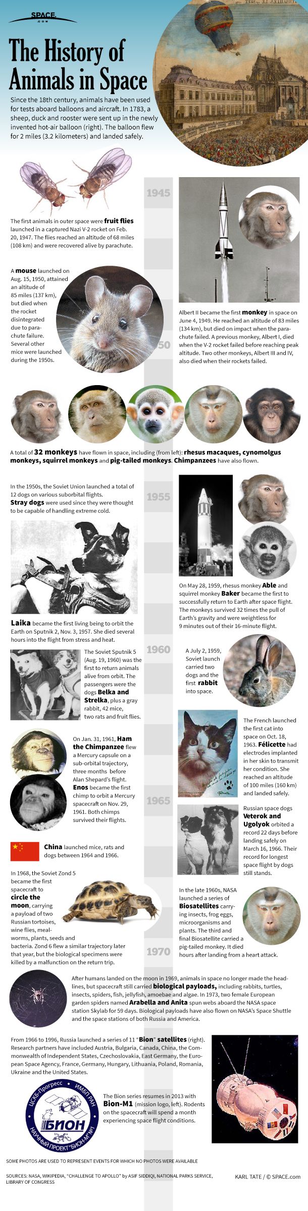 Mice, Flies, Cats, Dogs and Monkeys: The History of Animals in Space ...