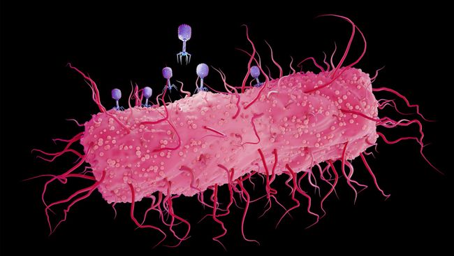 Evolution: news, features and articles | Live Science