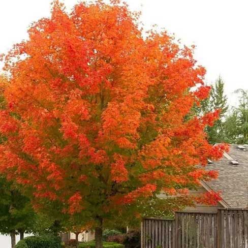 What are bare root plants and when should I plant them | Livingetc
