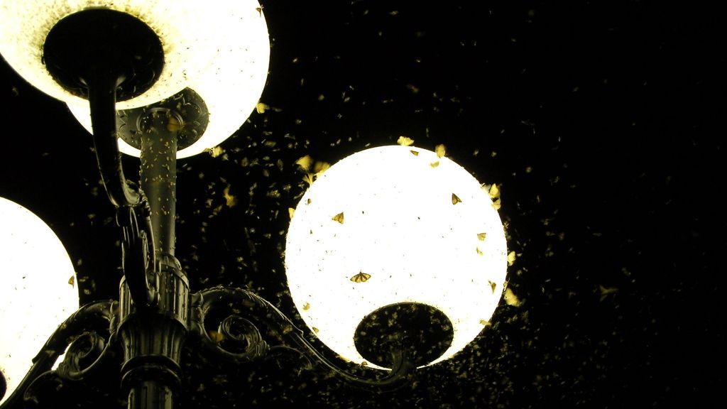 Why are insects attracted to artificial lights? | Live Science