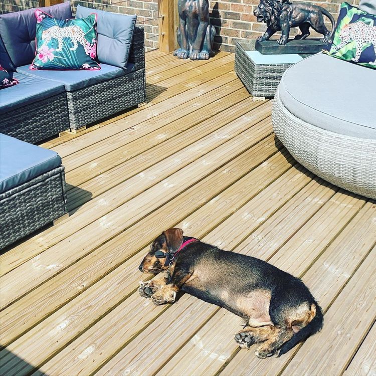 10 dogs in the sun - meet the small fluffy sun worshippers | PetsRadar