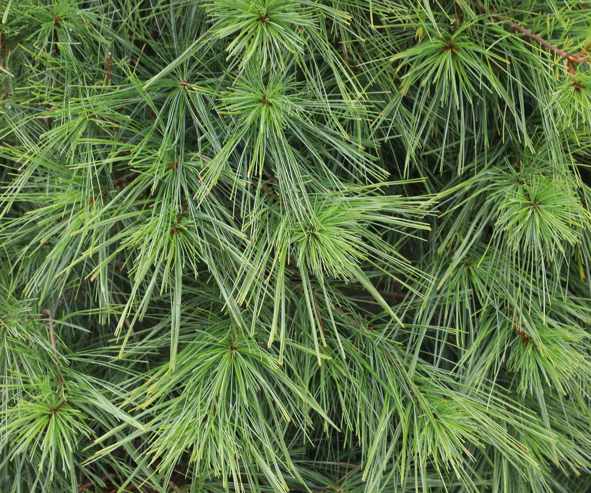 Fast-Growing Evergreen Trees To Transform Your Landscape | Gardening ...