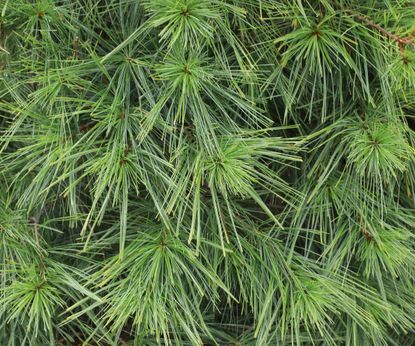 Fast-Growing Evergreen Trees To Transform Your Landscape | Gardening ...