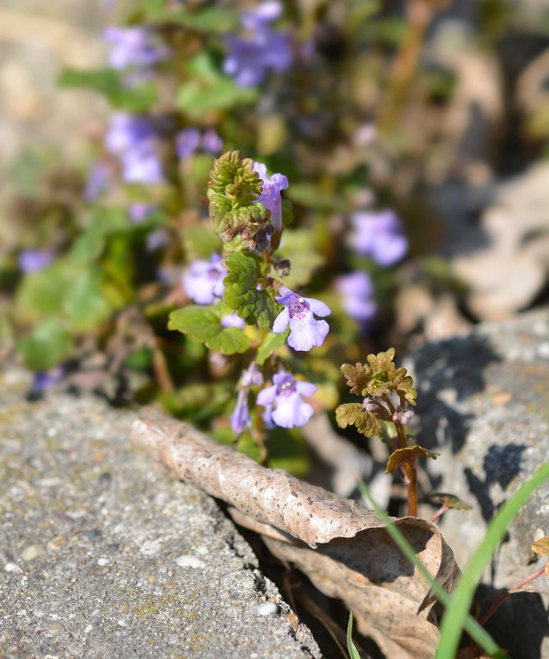 How to get rid of creeping Charlie: 6 tips for ground ivy | Homes and ...