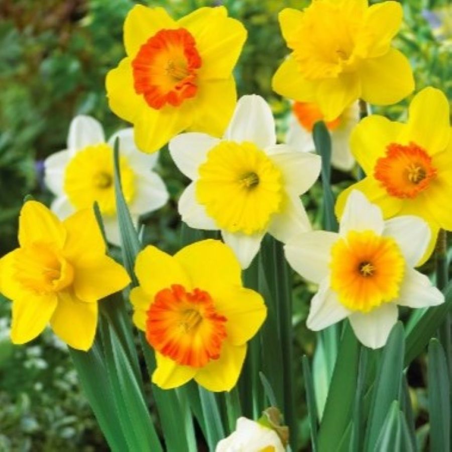 7 Best Flowers To Plant in February For A Colorful Backyard | Livingetc
