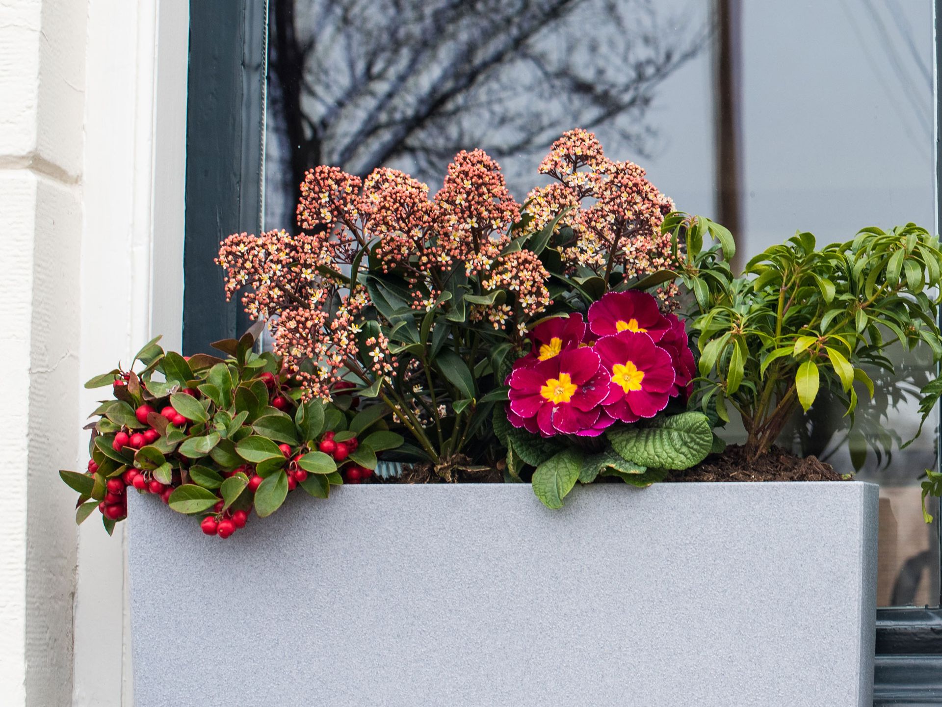 How to Make Window Boxes Look Good in Winter | Livingetc