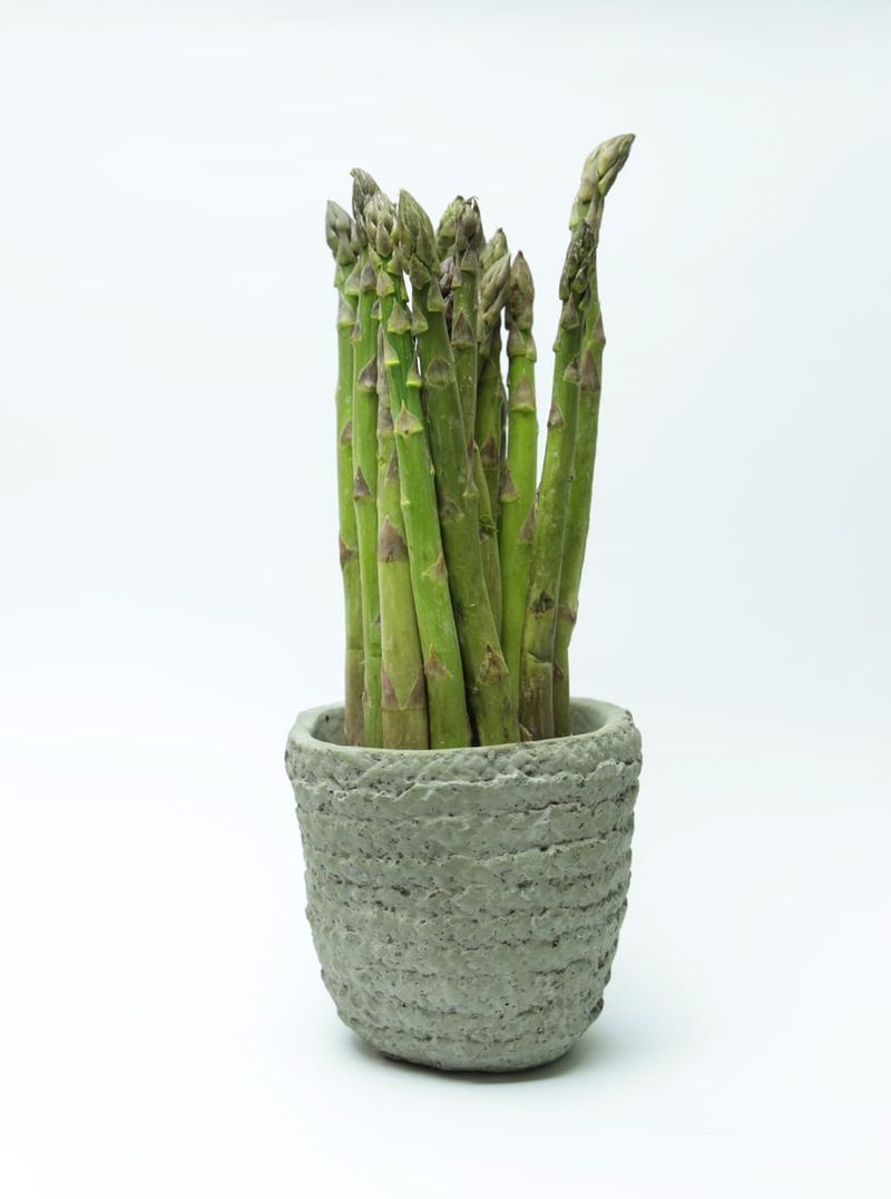 How To Transplant Asparagus Plants | Gardening Know How