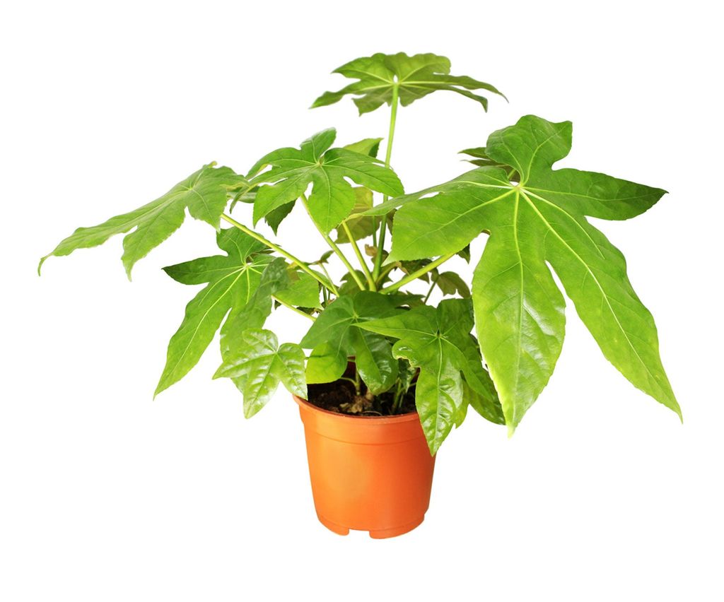 Fatsia As A Houseplant – How To Grow Fatsia In A Container | Gardening ...