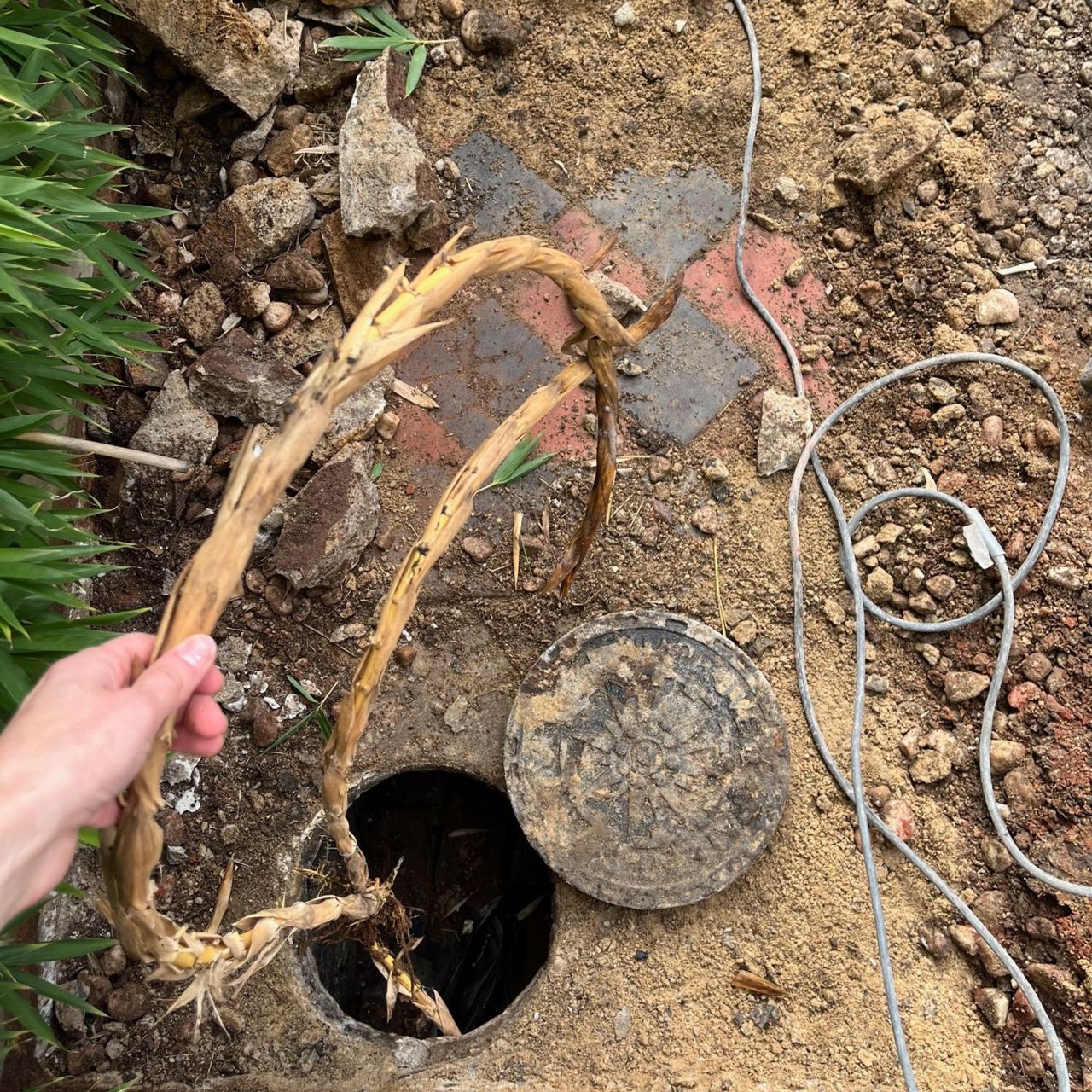 What to do if you have invasive bamboo - How to spot the signs, who to ...