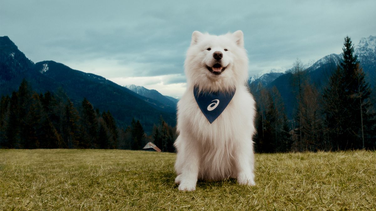 Felix the samoyed signed as new ASICS canine ambassador | PetsRadar