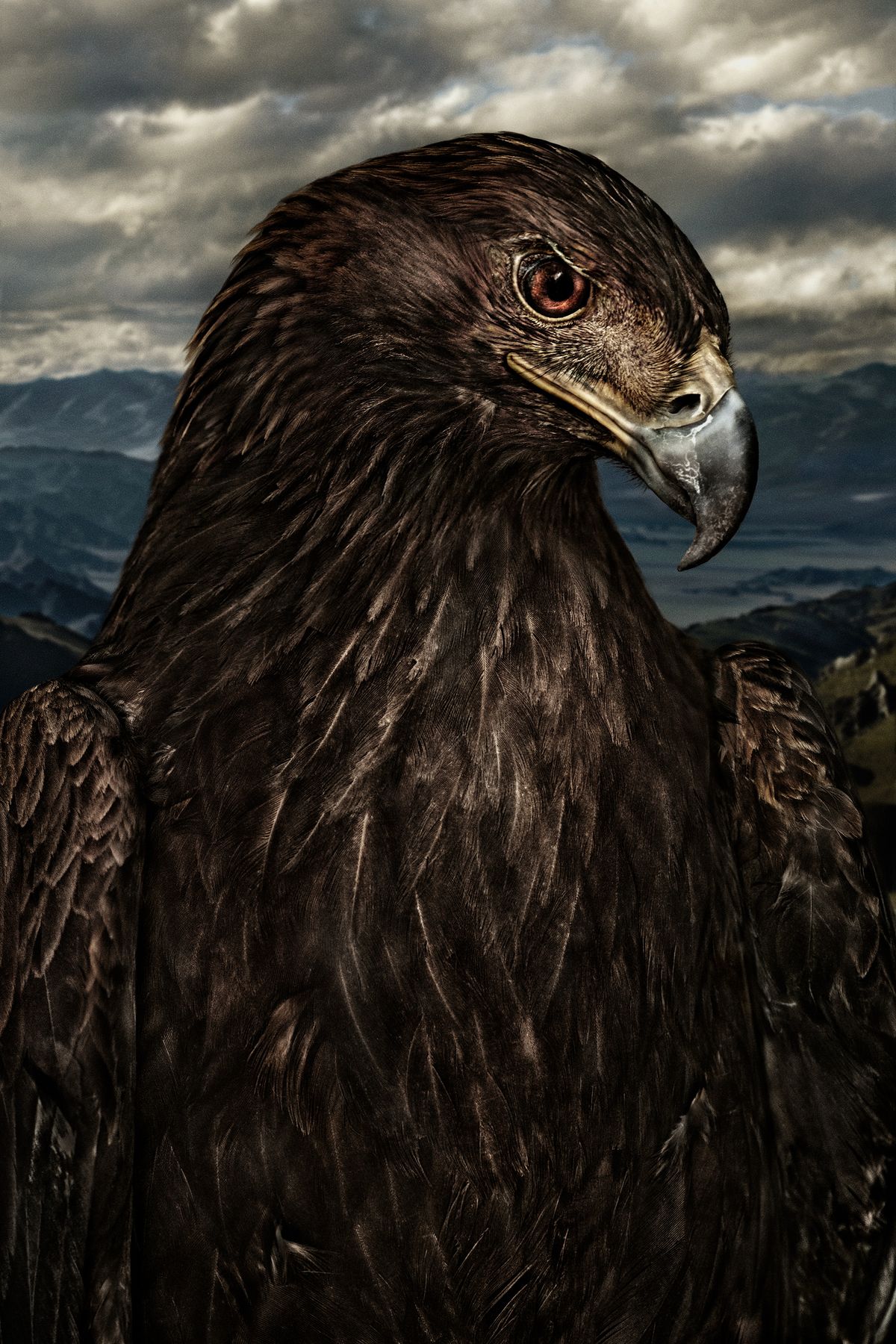 Is that a macaw or a runway model? Mario Testino turns his camera to ...