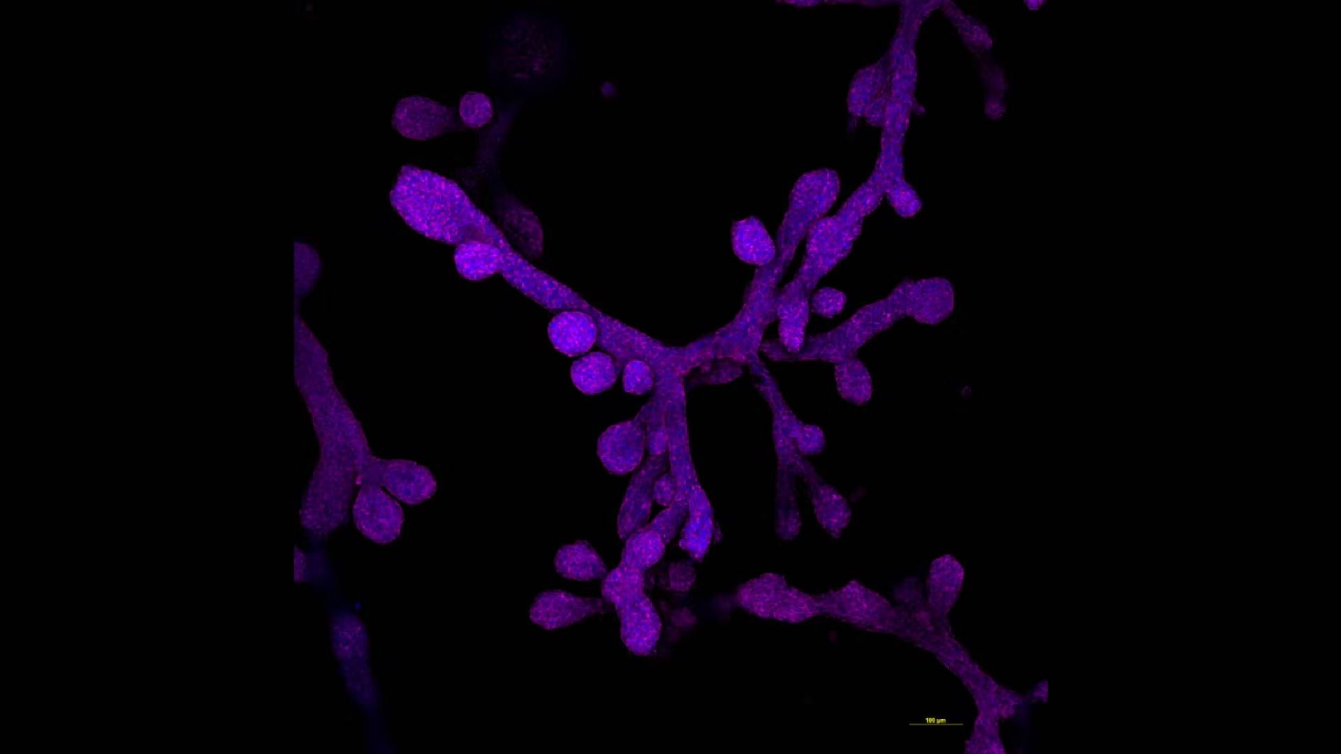 Scientists make breasts in a dish to study lactation | Live Science