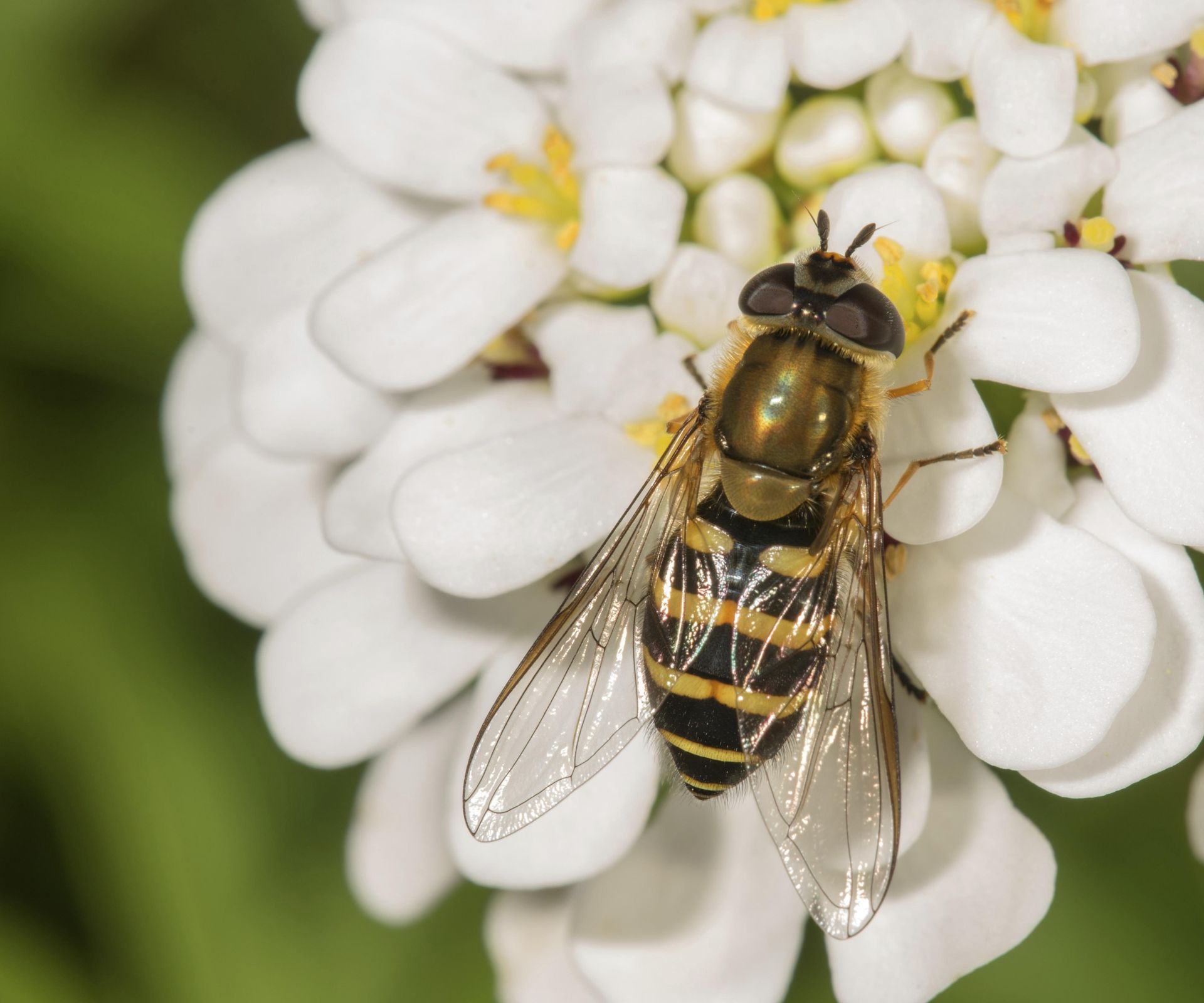 How to help hoverflies and encourage them to your yard | Homes and Gardens