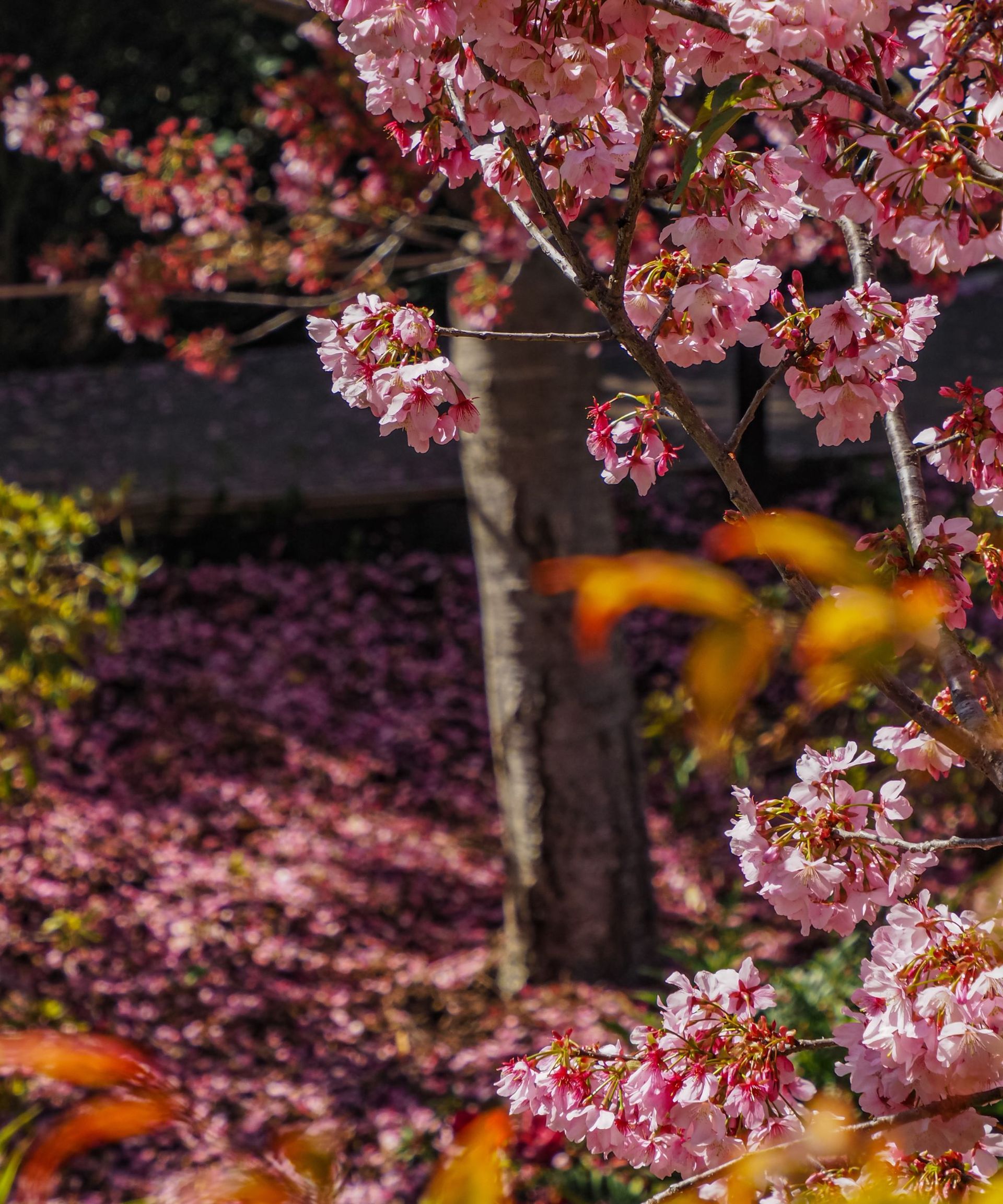 Small Japanese garden ideas: 15 inspiring design choices | Homes and ...