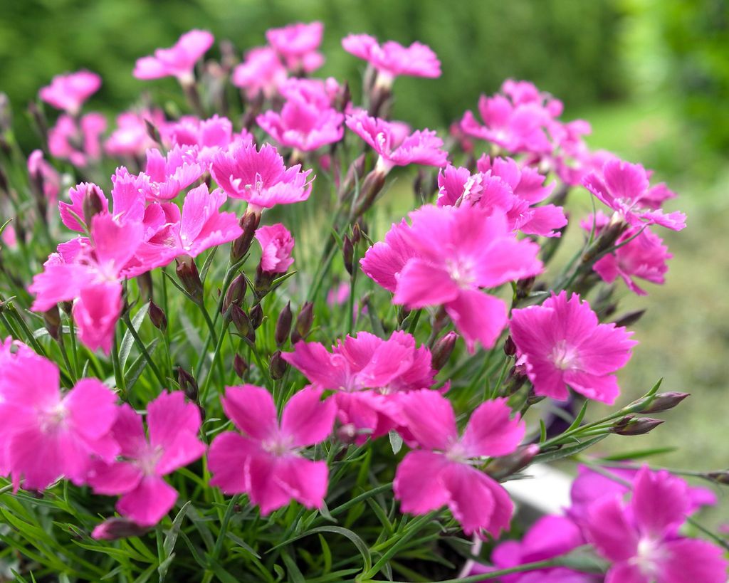 Best alpine plants: 16 types for borders, pots and rockeries | Gardeningetc