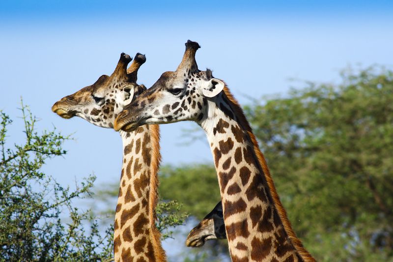 How the Giraffe Got Its Iconic Neck | Live Science