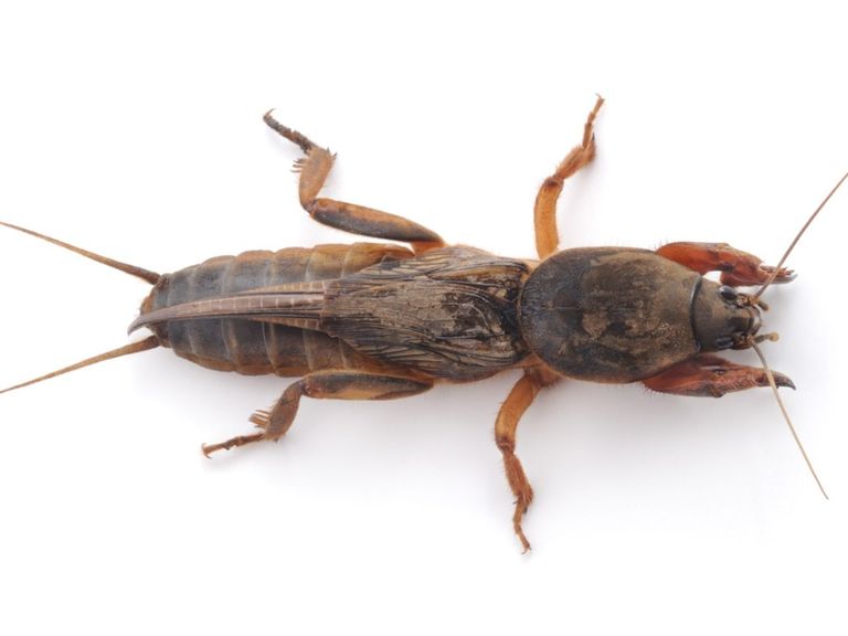 Mole Cricket Control - Tips For Mole Cricket Elimination | Gardening ...