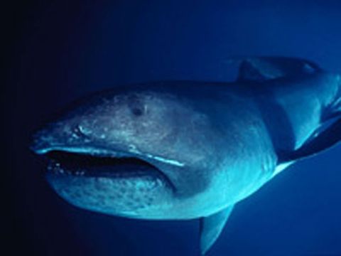 In photos: Spooky deep-sea creatures | Live Science