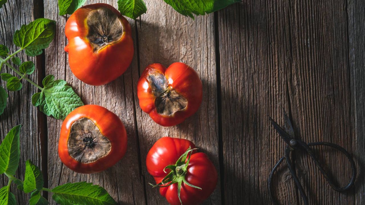 Blossom End Rot In Tomatoes: What It Is And How To Stop It | Gardening ...