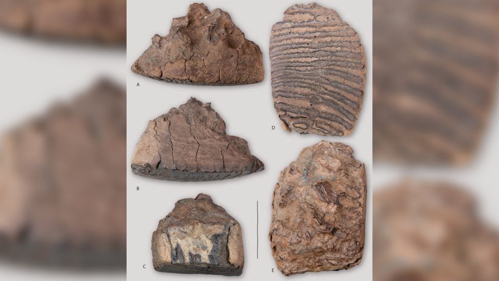 Oldest-known North American woolly mammoth revealed in 'long-lost ...