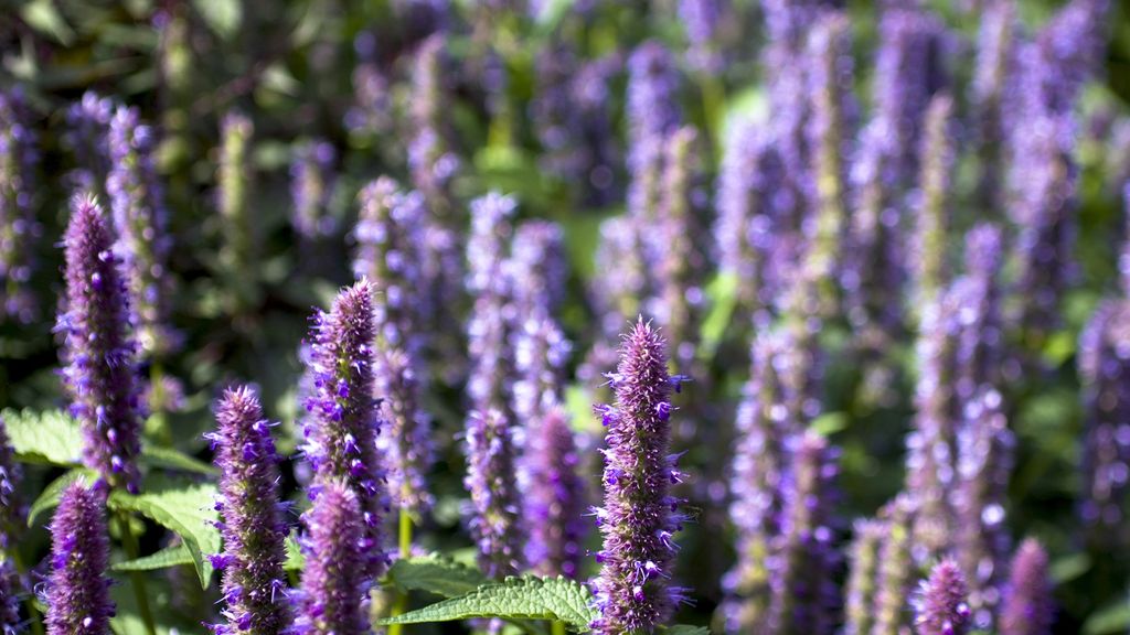 How to grow hummingbird mint: a native plant for pollinators | Homes ...