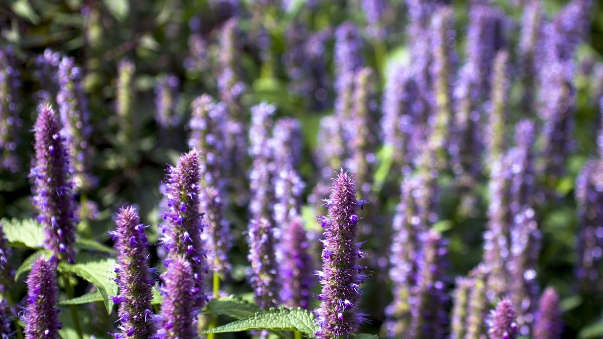How to grow hummingbird mint: a native plant for pollinators | Homes ...