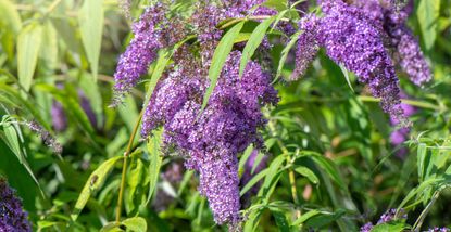 How to prune buddleia – an expert guide to pruning | Woman & Home
