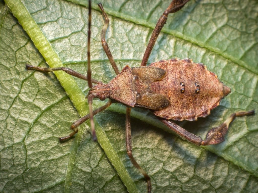 Squash Bug Control: How To Kill Squash Bugs | Gardening Know How