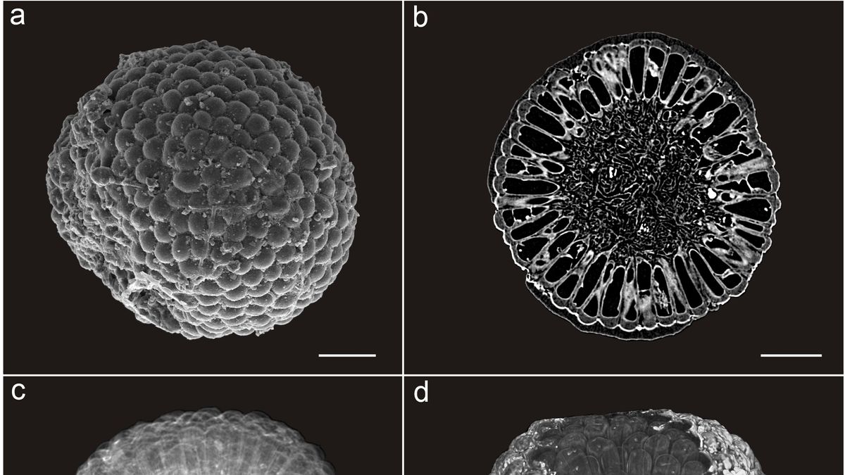 Plants evolved even earlier than we thought, exquisite 3D fossils ...