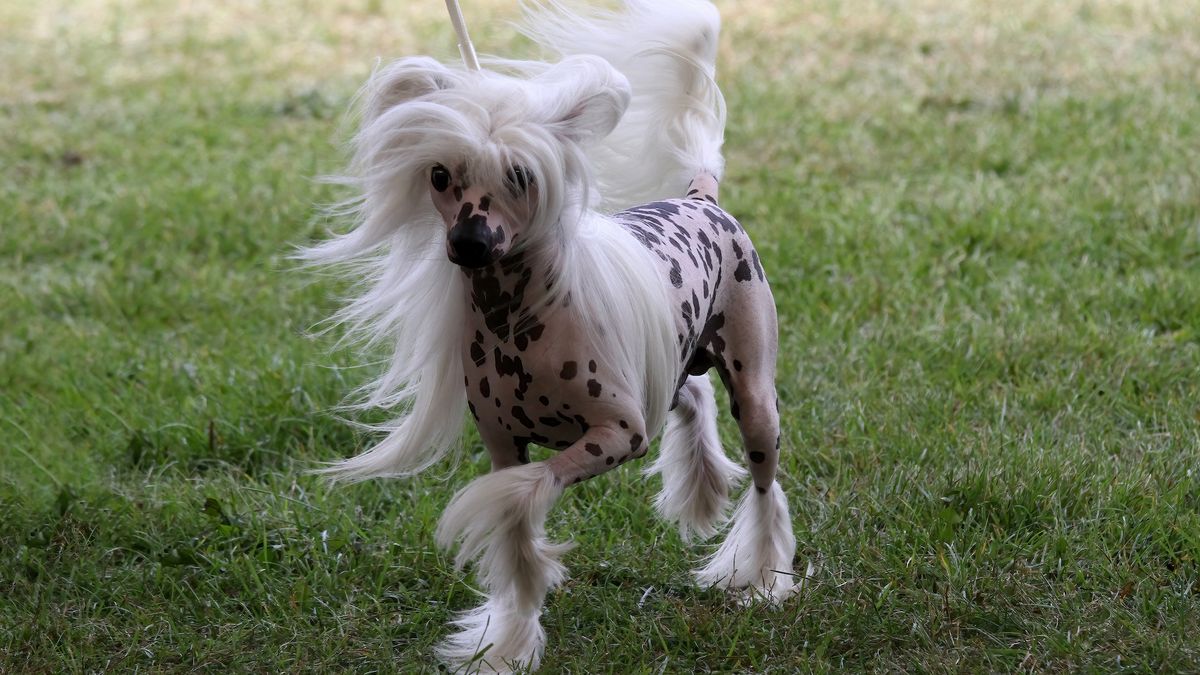 High-maintenance dog breeds: Is your dog a diva? | PetsRadar