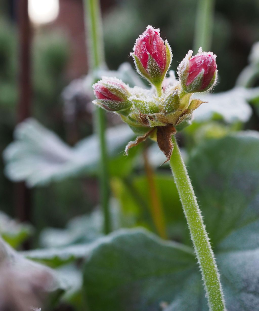 This is the Date of the Last Frost in Every US Region | Homes and Gardens
