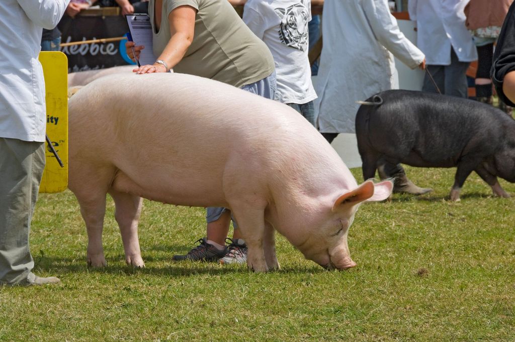 The iconic English pig that is now at serious risk of disappearing ...