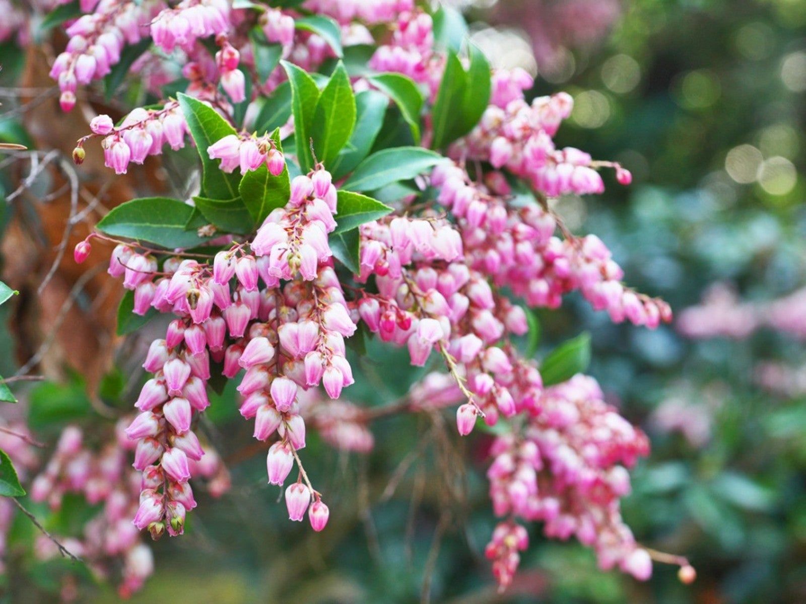 10 Bushes With Pink Flowers - Pink Flowering Shrub Identification ...