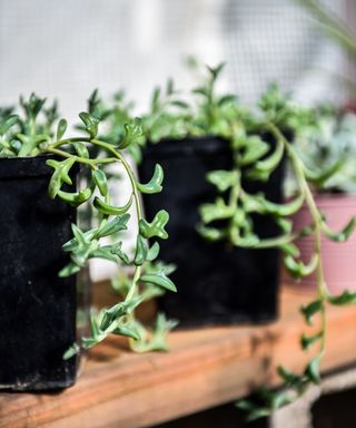 Why, when, and how to propagate a String of Dolphins | Homes and Gardens