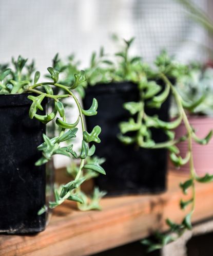 Why, when, and how to propagate a String of Dolphins | Homes and Gardens
