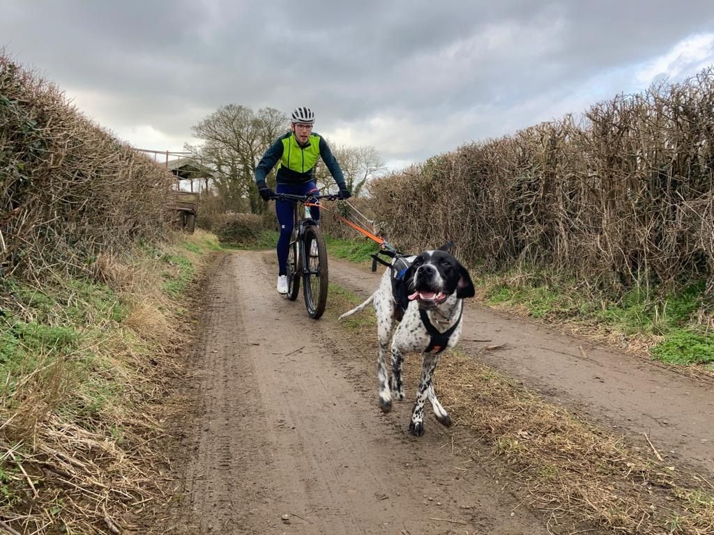 What is bikejoring? The sport every dog-loving cyclist needs to know ...