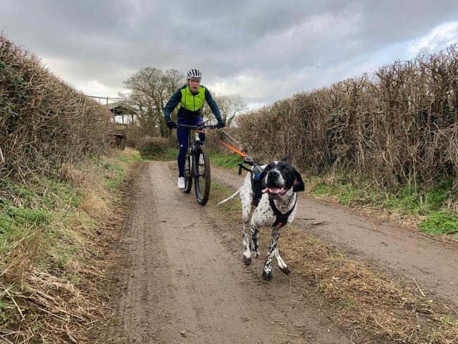 What is bikejoring? The sport every dog-loving cyclist needs to know ...