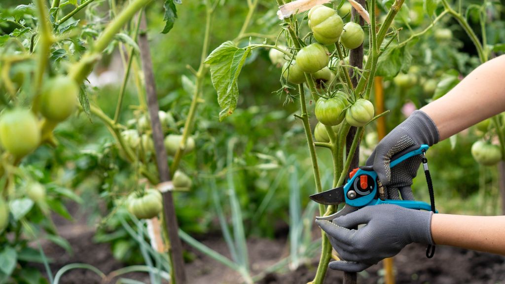 7 reasons your tomato plant is wilting — and how to fix it | Tom's Guide