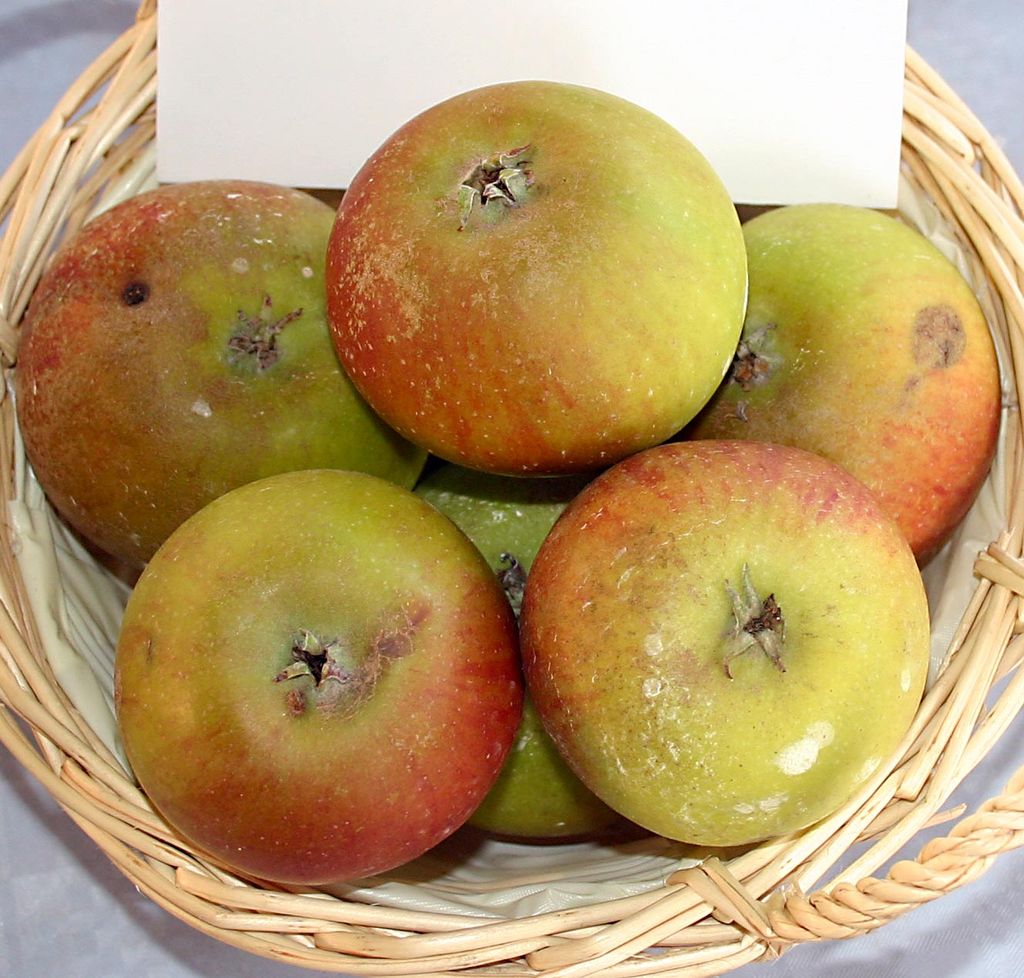 Prima Apple Tree Care - How To Grow Prima Apple Trees In The Garden ...