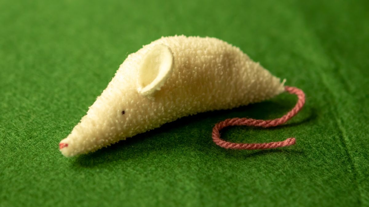 4 easy DIY cat toys to make at home | PetsRadar