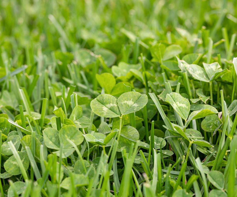 Why adding clover to your lawn could be the answer to health grass ...