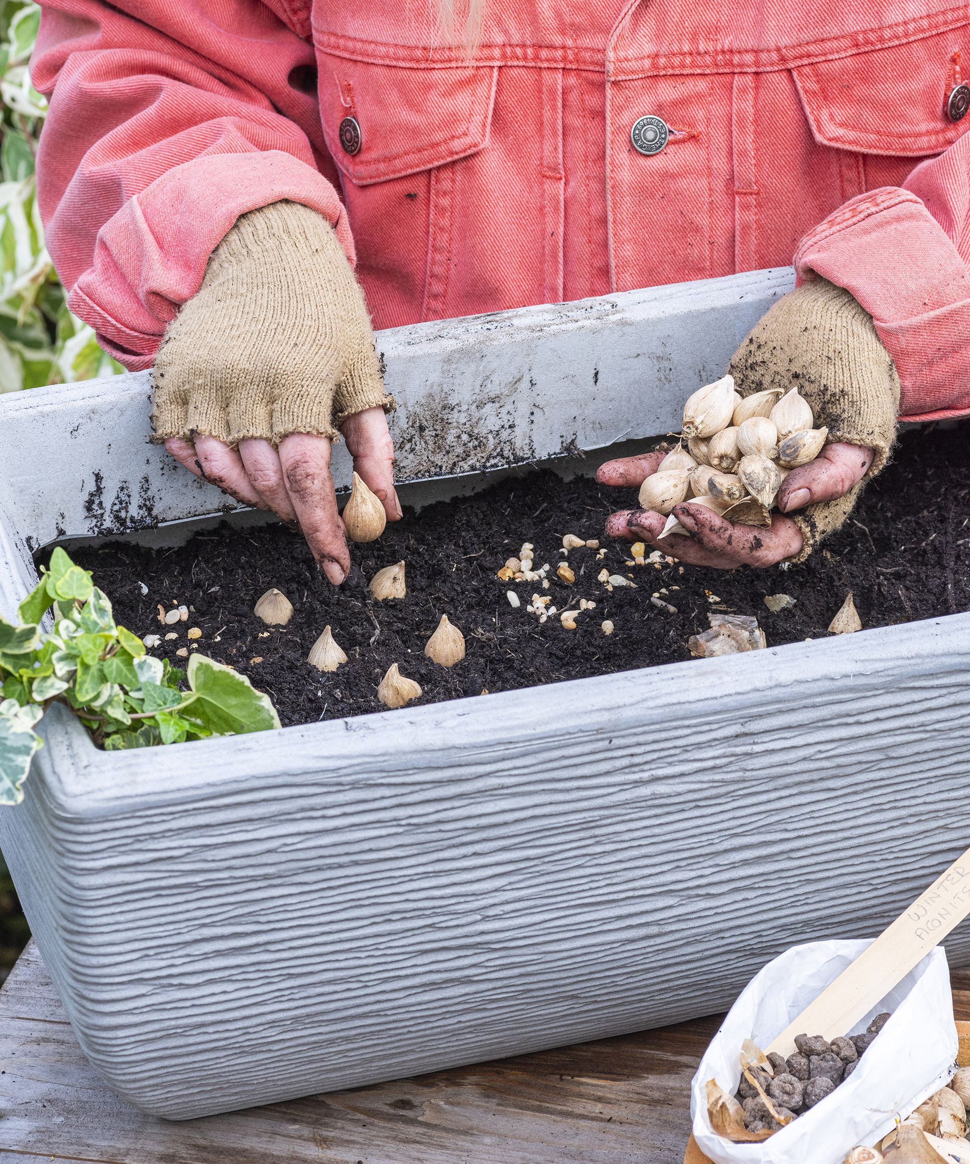 How to plant a bulb lasagne in 5 simple steps | Gardeningetc