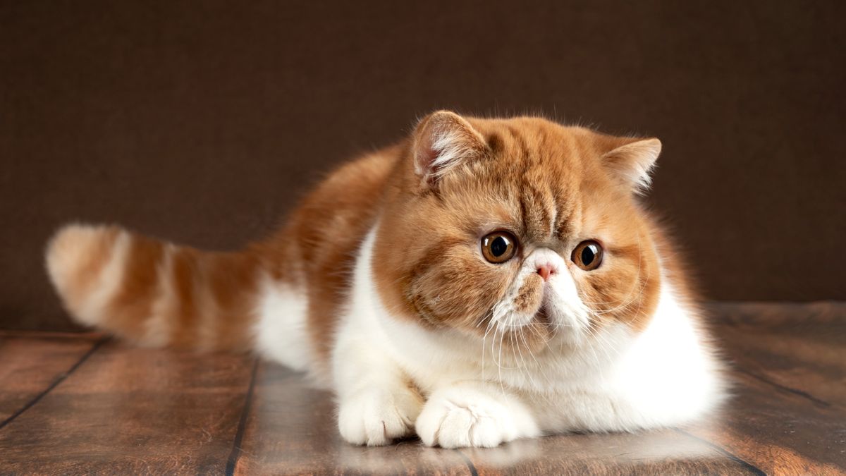 20 indoor cat breeds you’ll want in your home | PetsRadar