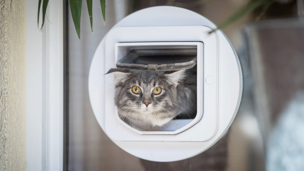 How do microchip cat flaps work? | PetsRadar