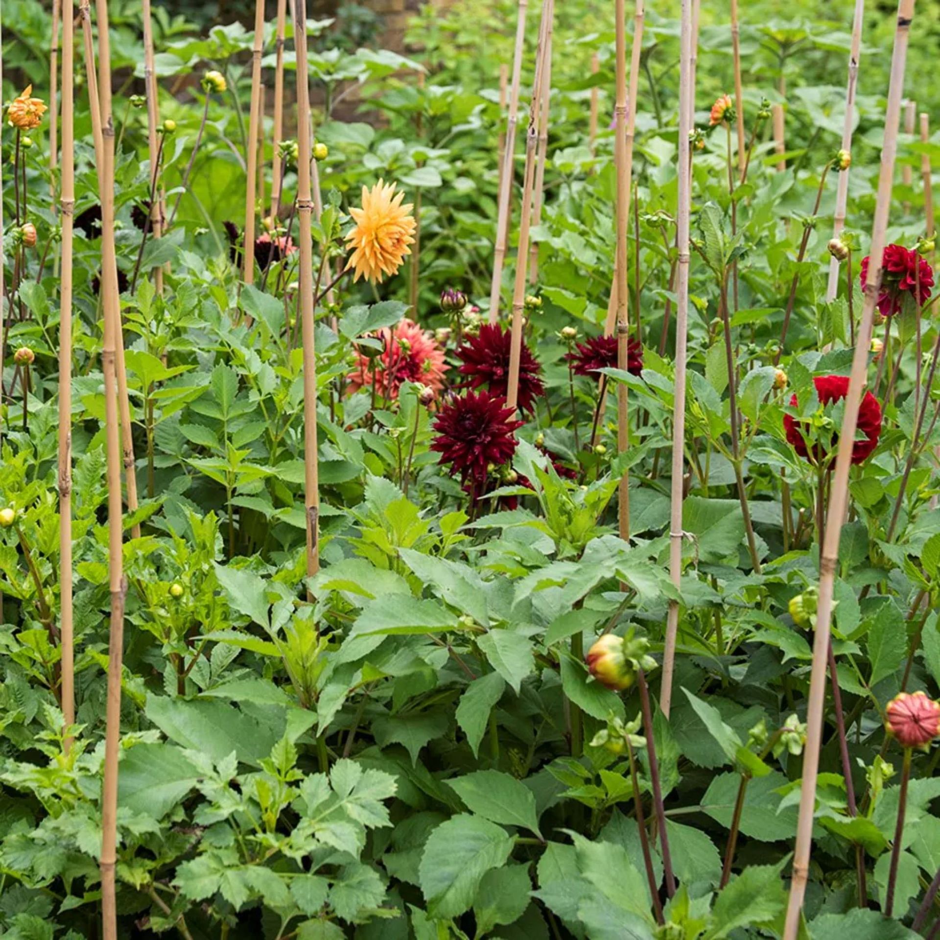 I've found the best plant supports to keep my garden in shape | Ideal Home