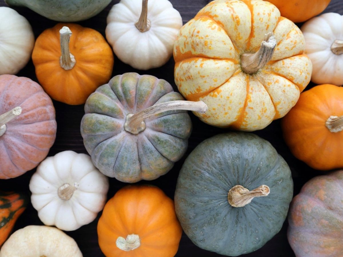 10 Interesting Pumpkin Varieties: Unusual Halloween Pumpkins ...