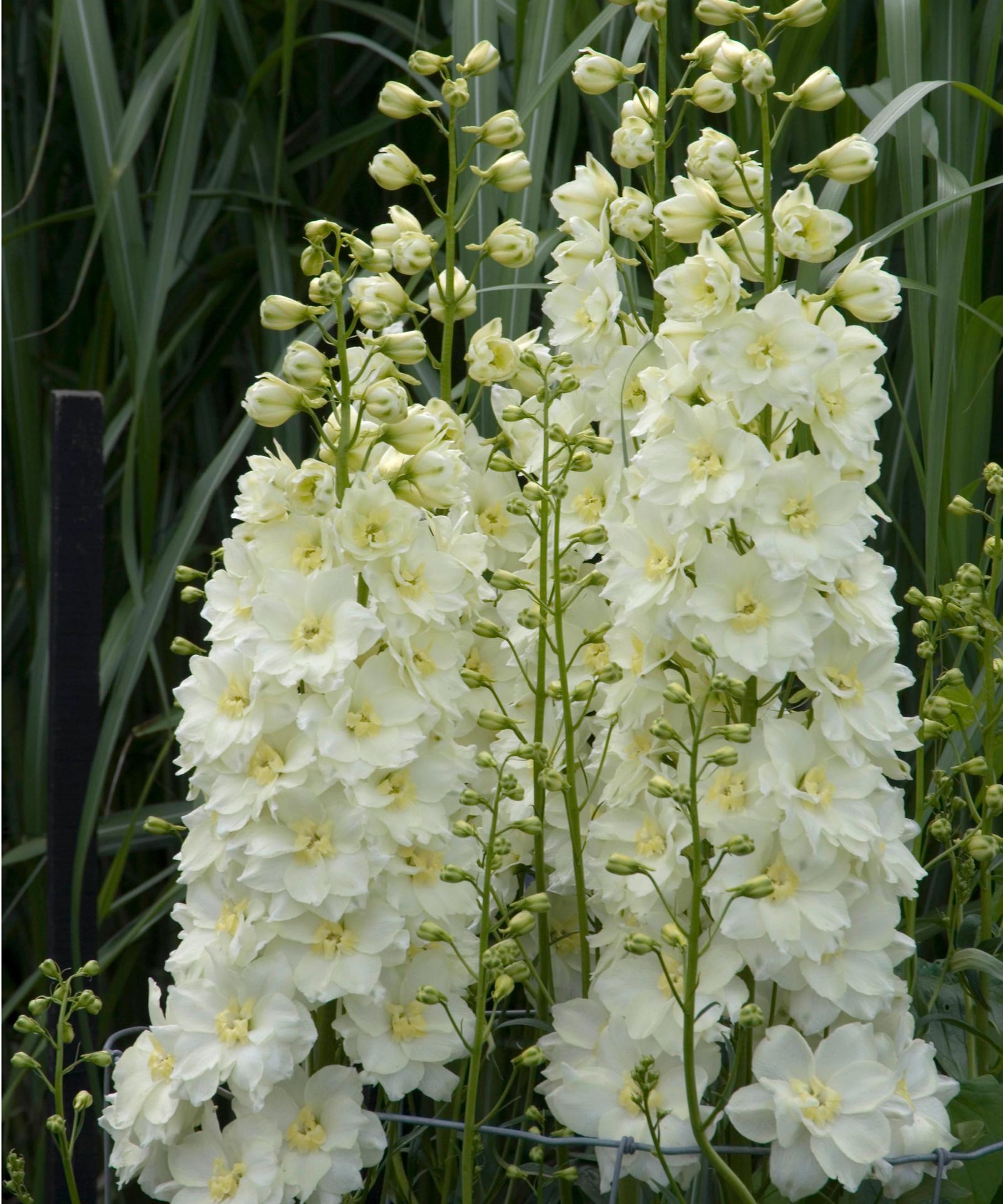 Types of delphiniums: 14 beautiful varieties for your yard | Homes and ...