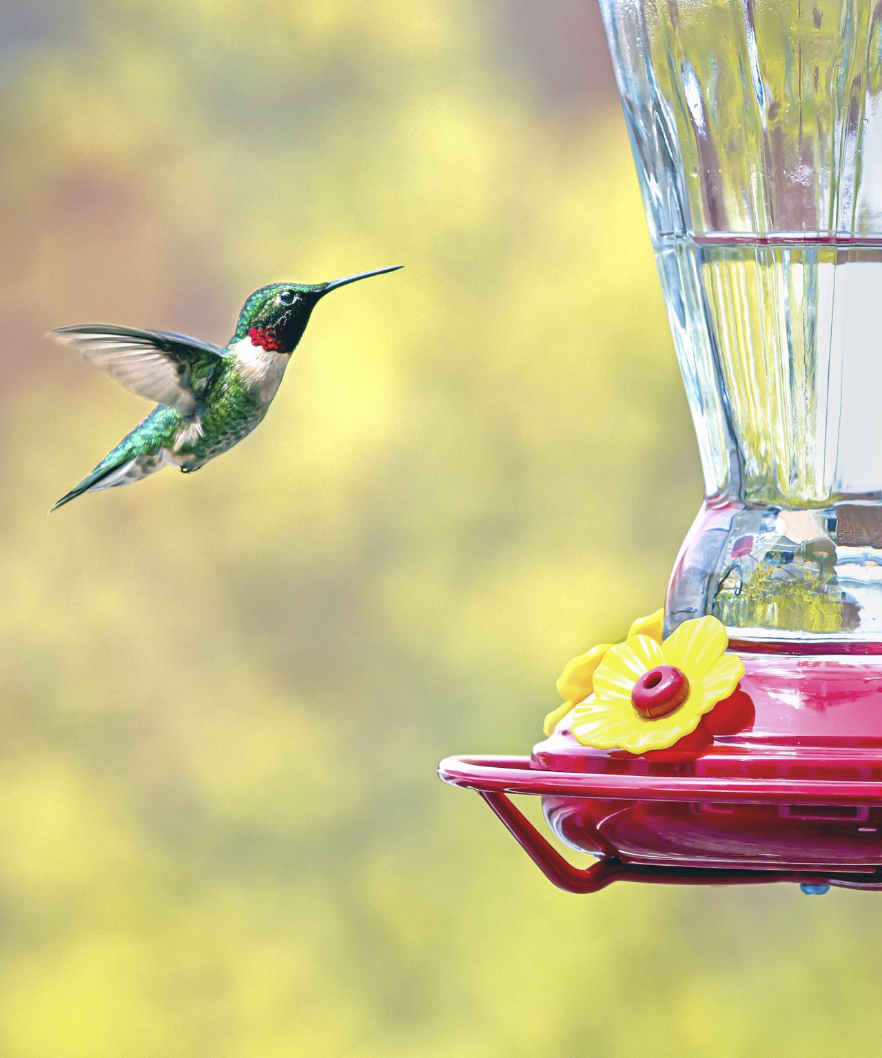 How to attract hummingbirds to your backyard | Real Homes