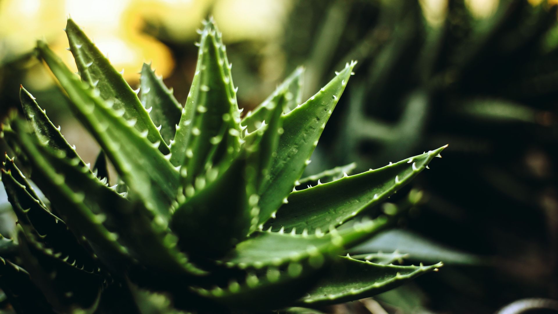 How to propagate aloe vera: a step-by-step guide | Ideal Home