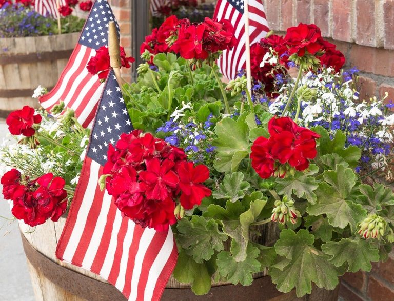 Patriotic Flower Garden Ideas: Planting With Red, White And Blue ...